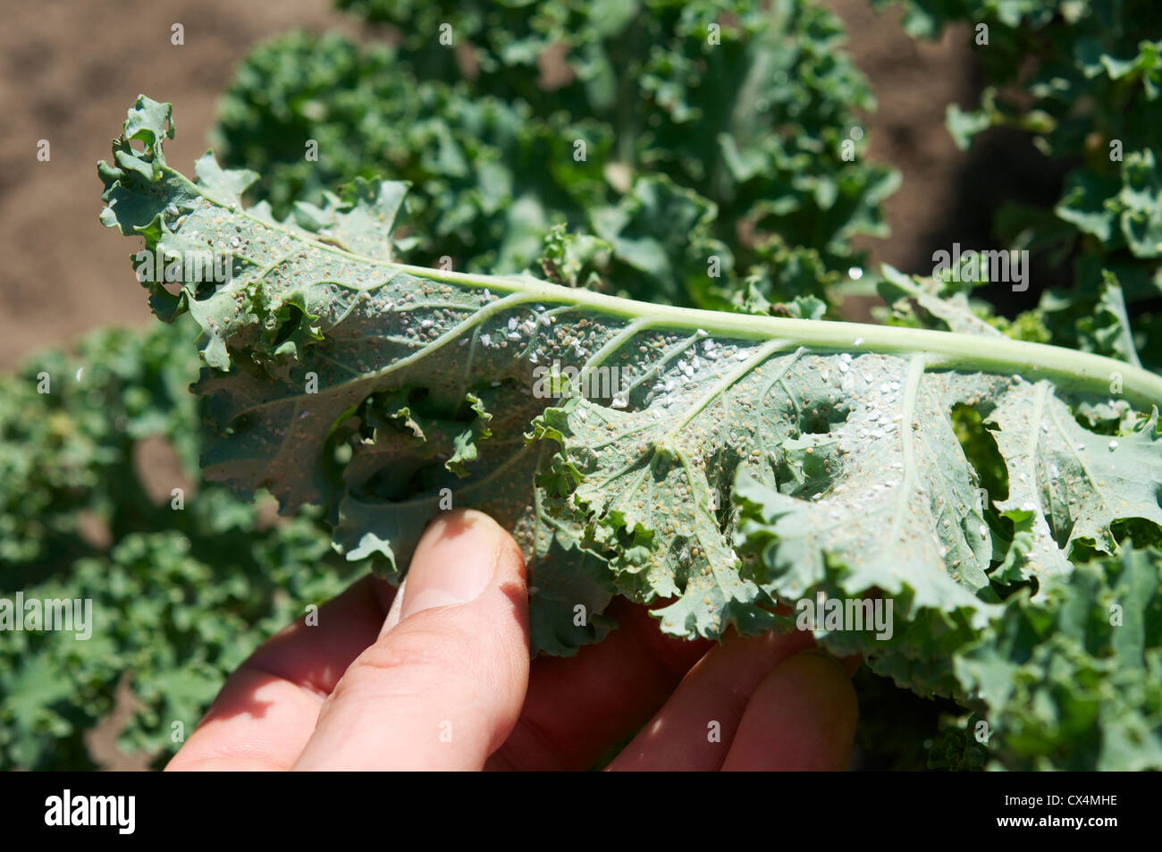Insect on kale hi-res stock photography and images - Alamy