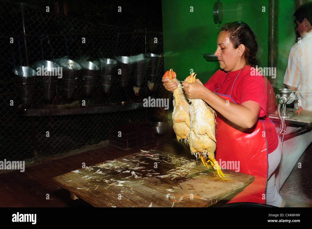 Slaughter chickens in RIVERA . Department of Huila. COLOMBIA Stock ...