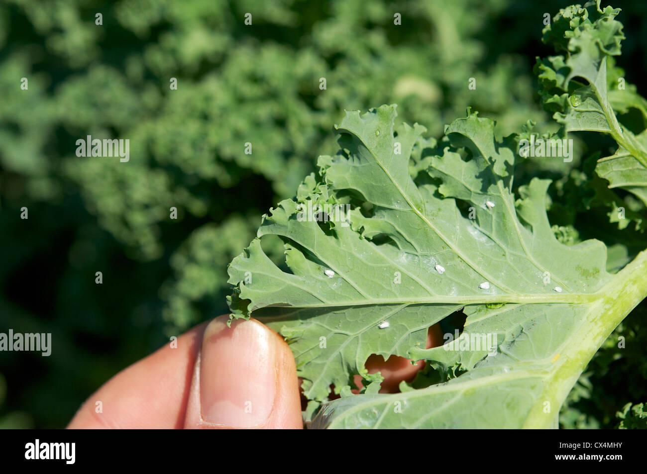 Adults of the cabbage whitefly (Aleyrodes proletella) on a kale leaf ...