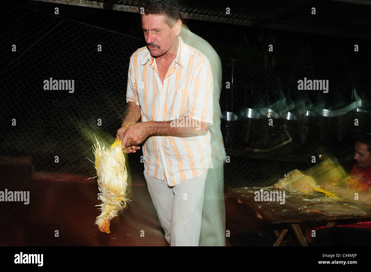 Slaughter chickens in RIVERA . Department of Huila. COLOMBIA Stock ...