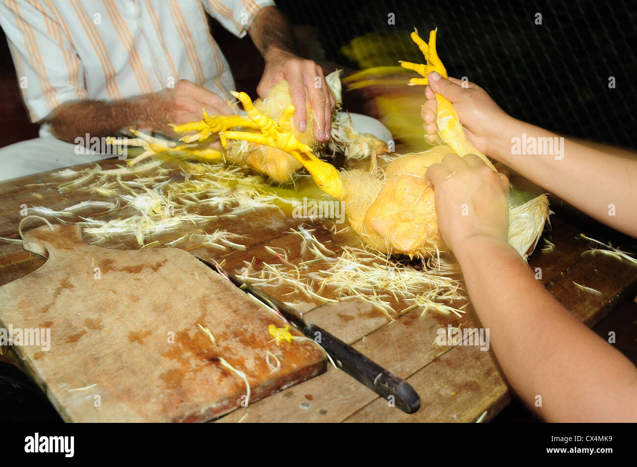 Slaughter chickens in RIVERA . Department of Huila. COLOMBIA Stock ...