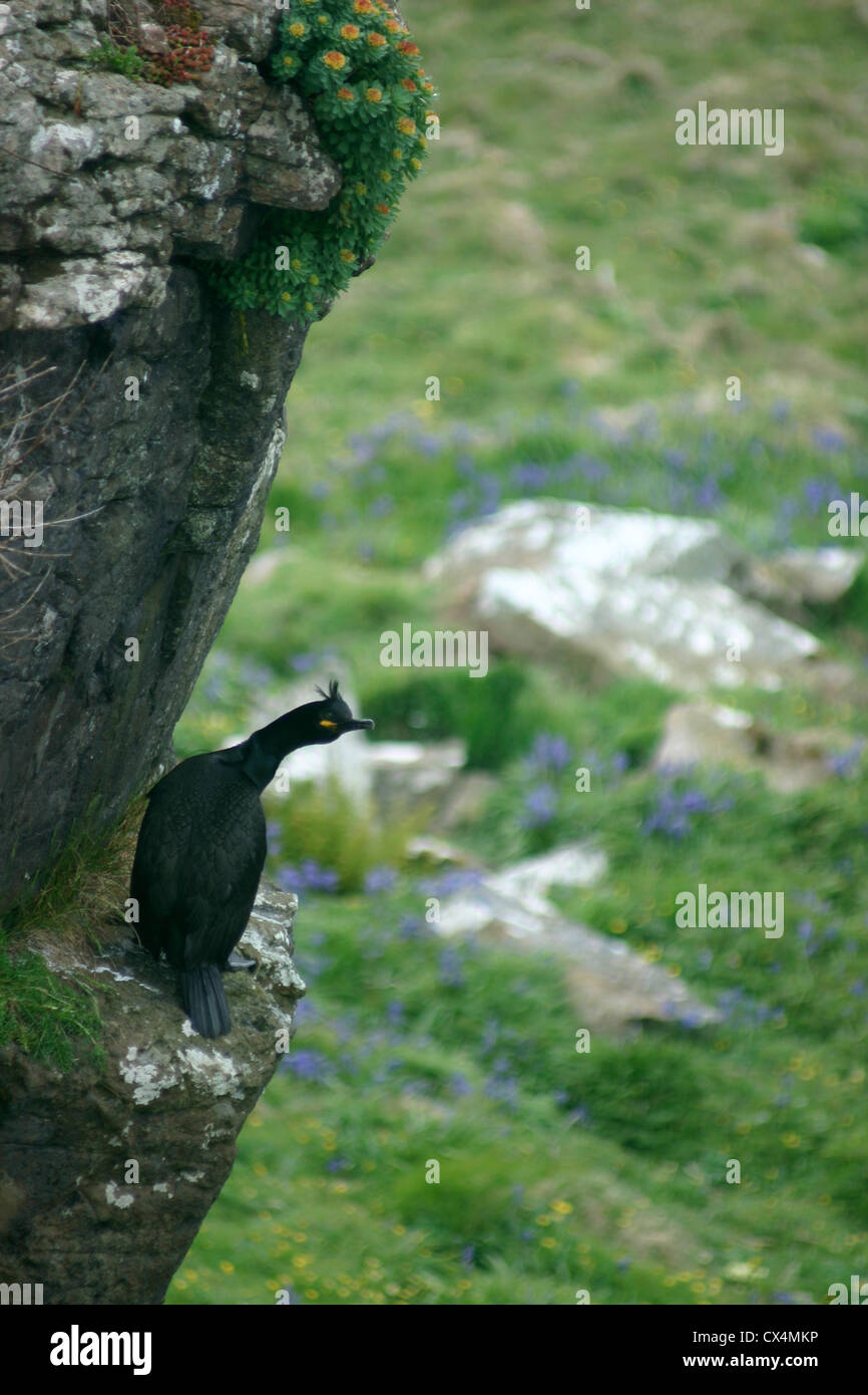 Cormorant/Shag on cliff face Treshnish Isles Scotland Stock Photo - Alamy