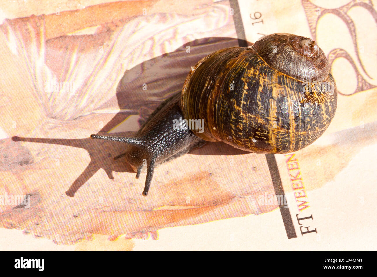 Snail on a newspaper Stock Photo - Alamy