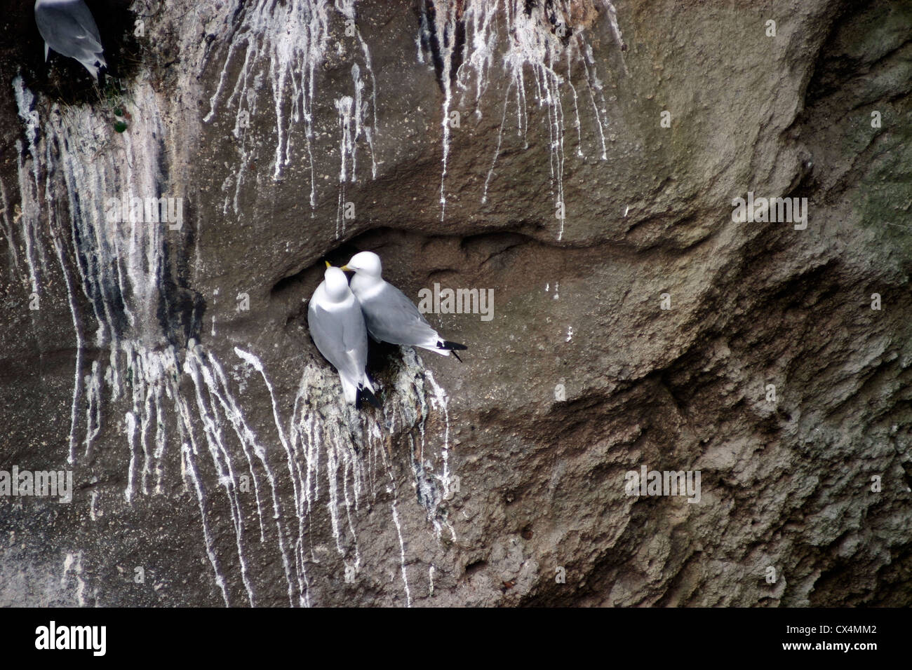 Nesting seagulls hi-res stock photography and images - Alamy
