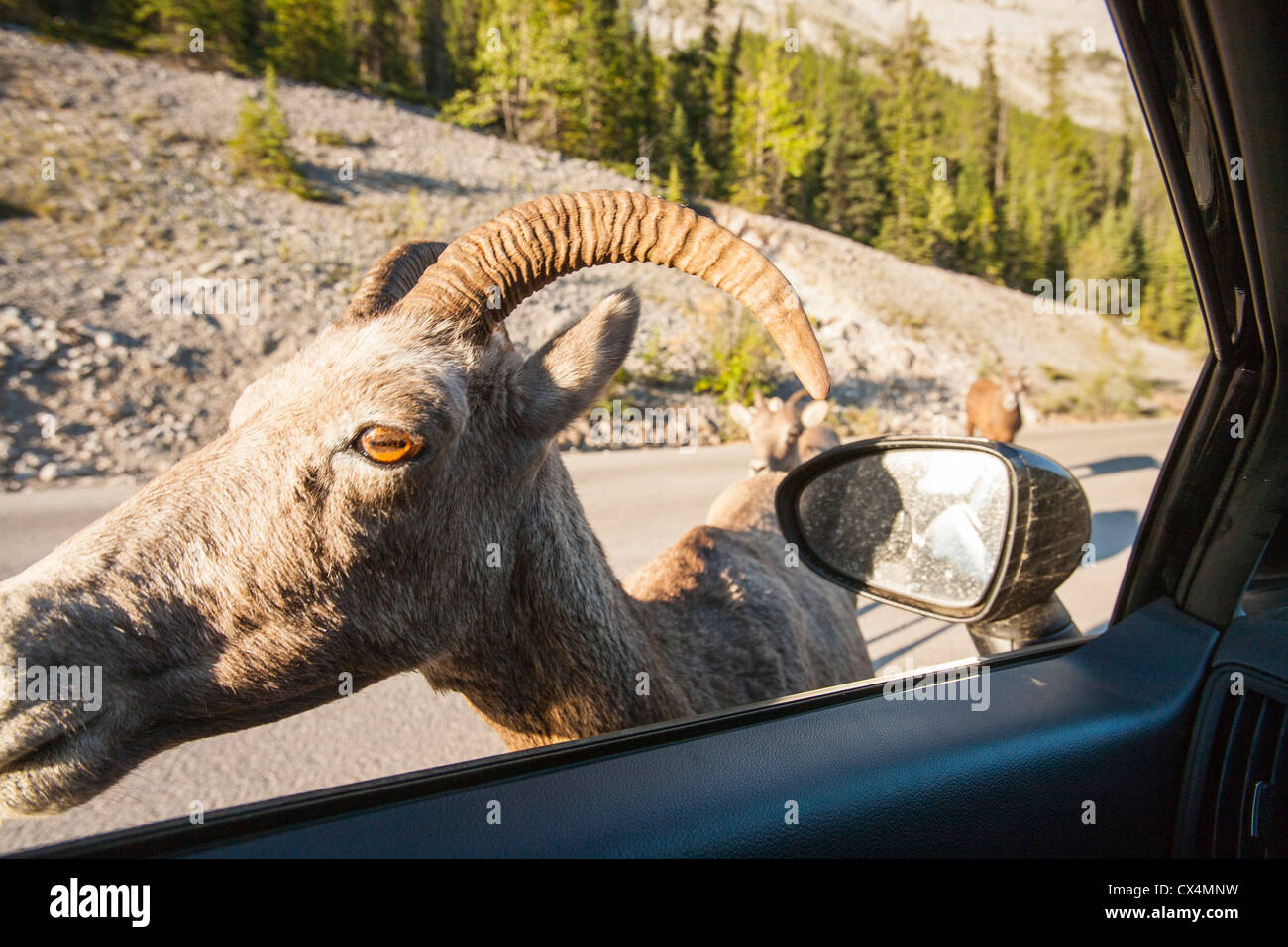 Car park sheep hi-res stock photography and images - Alamy