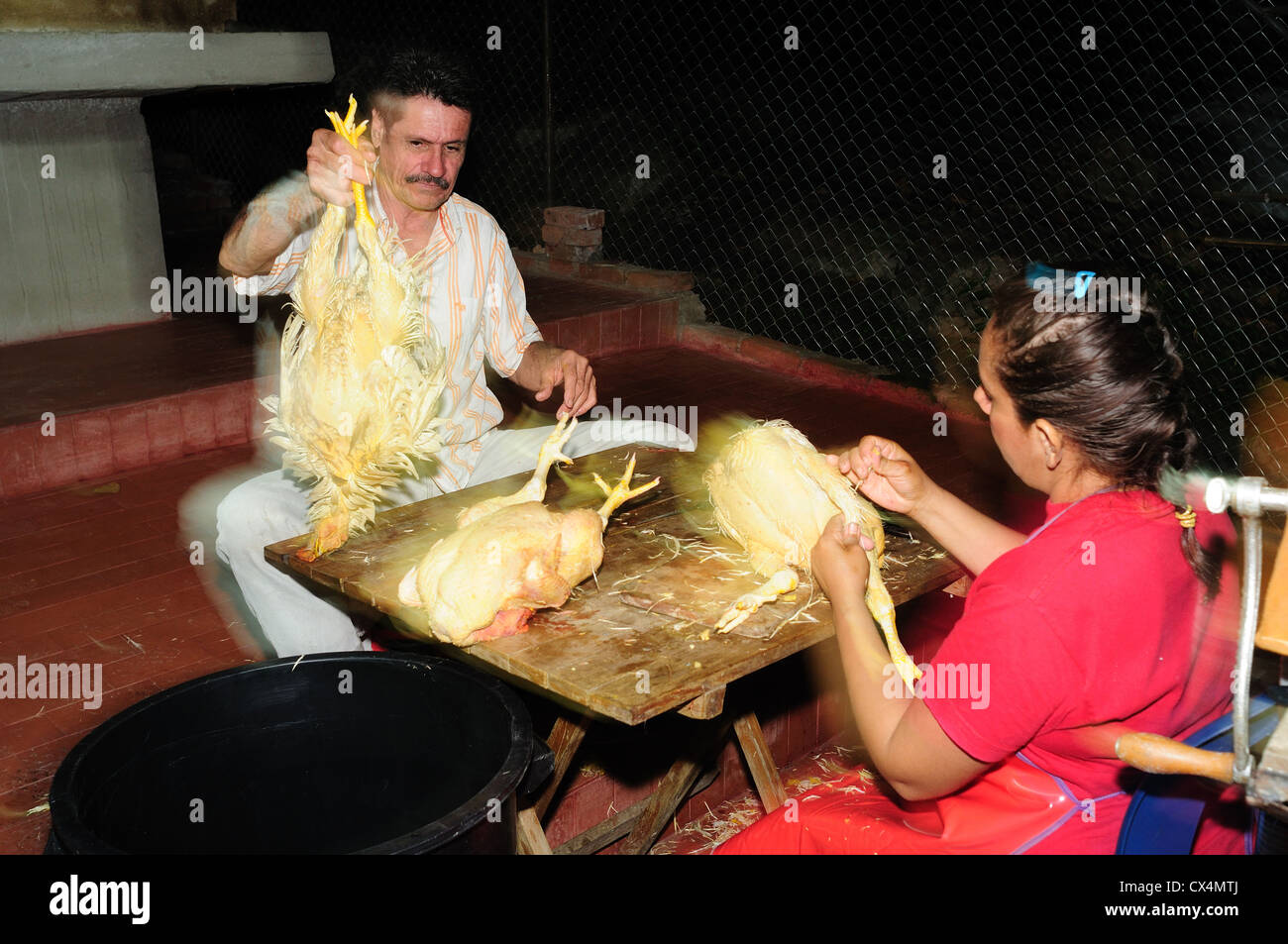 Slaughter chickens in RIVERA . Department of Huila. COLOMBIA Stock ...