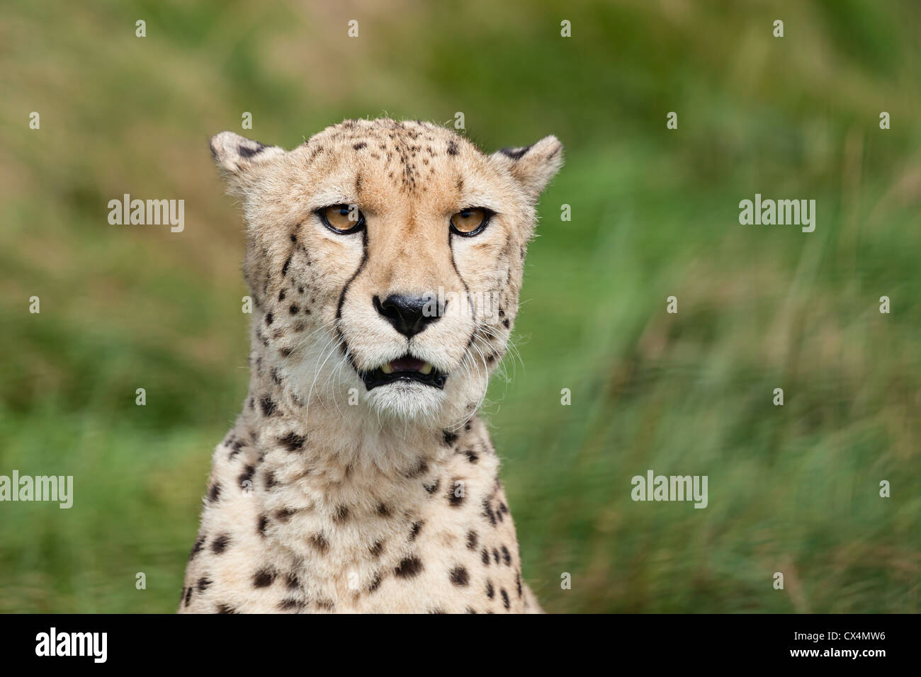 Cheetah Head Shot High Resolution Stock Photography and Images - Alamy