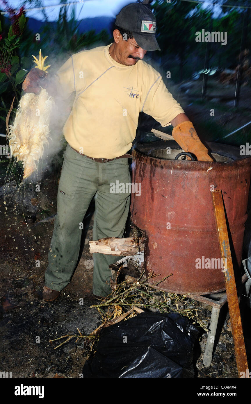 Slaughter chickens in RIVERA . Department of Huila. COLOMBIA Stock ...