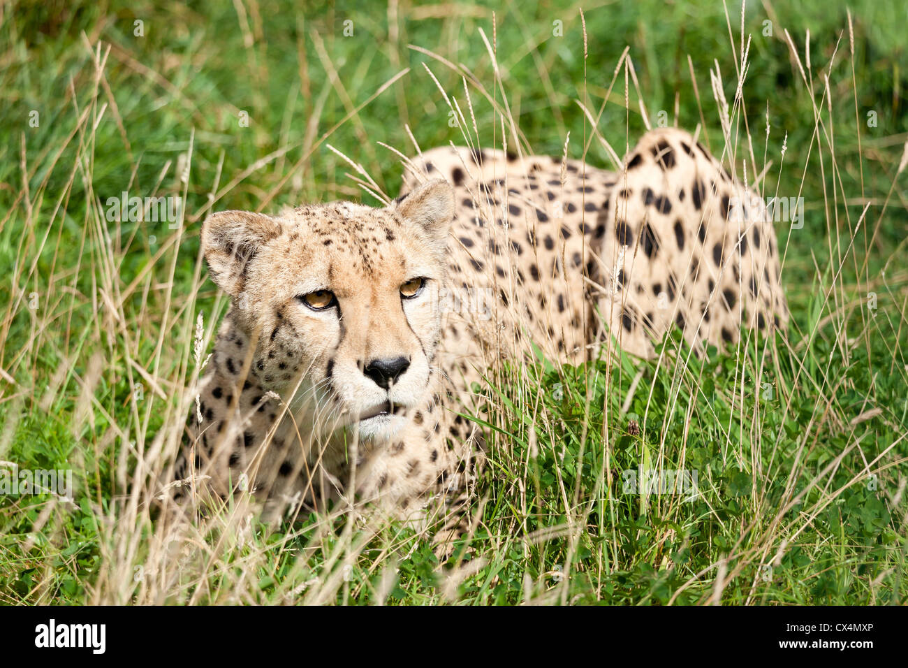 Crouching predator hi-res stock photography and images - Alamy