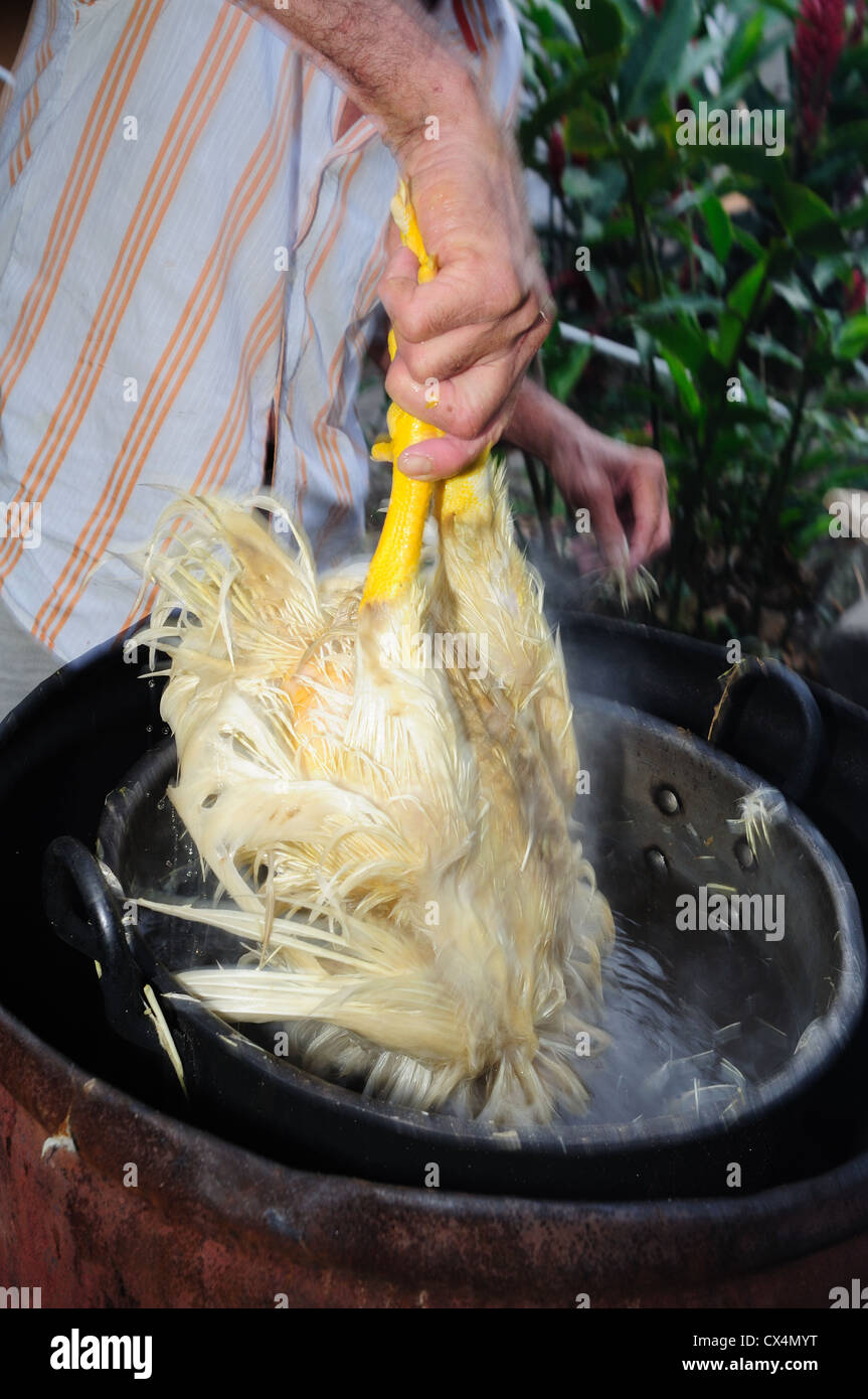 Slaughter chickens in RIVERA . Department of Huila. COLOMBIA Stock ...