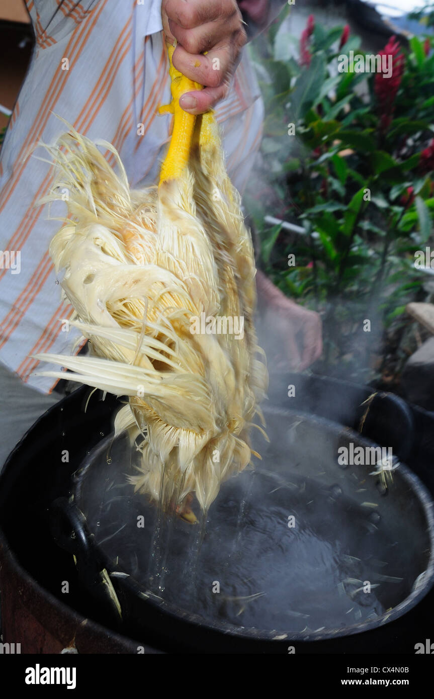 Slaughter chickens in RIVERA . Department of Huila. COLOMBIA Stock ...