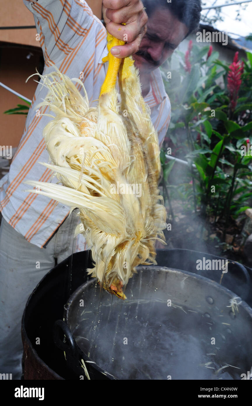 Slaughter chickens in RIVERA . Department of Huila. COLOMBIA Stock ...