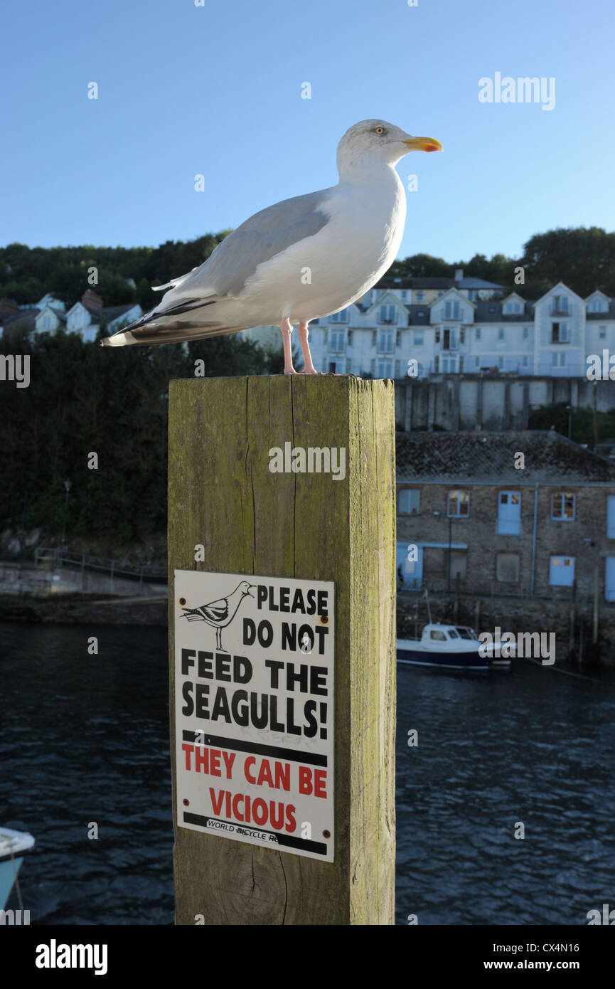Seagull warning hi-res stock photography and images - Alamy