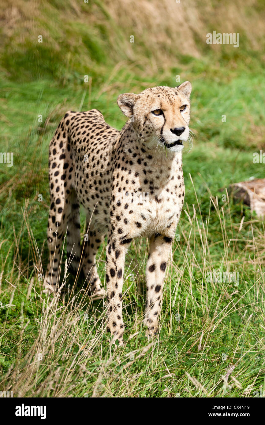 Cheetah standing hi-res stock photography and images - Alamy