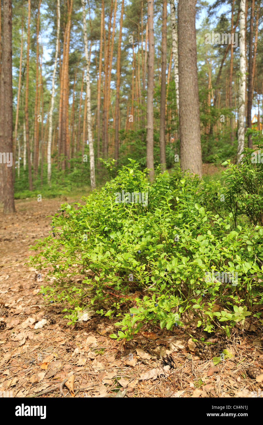 Wild blueberry bushes Stock Photo - Alamy