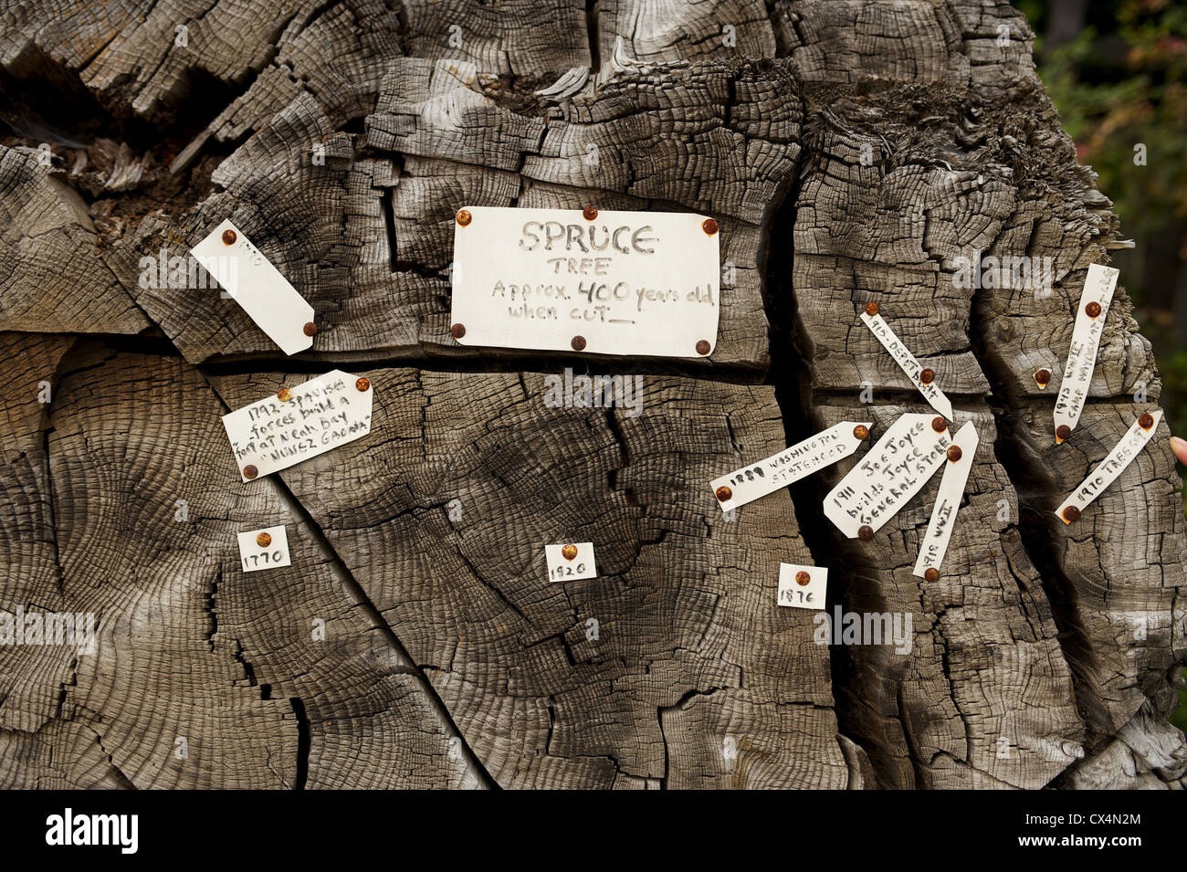 Spruce Tree with tree rings counted. Joyce, Olympic Peninsula ...