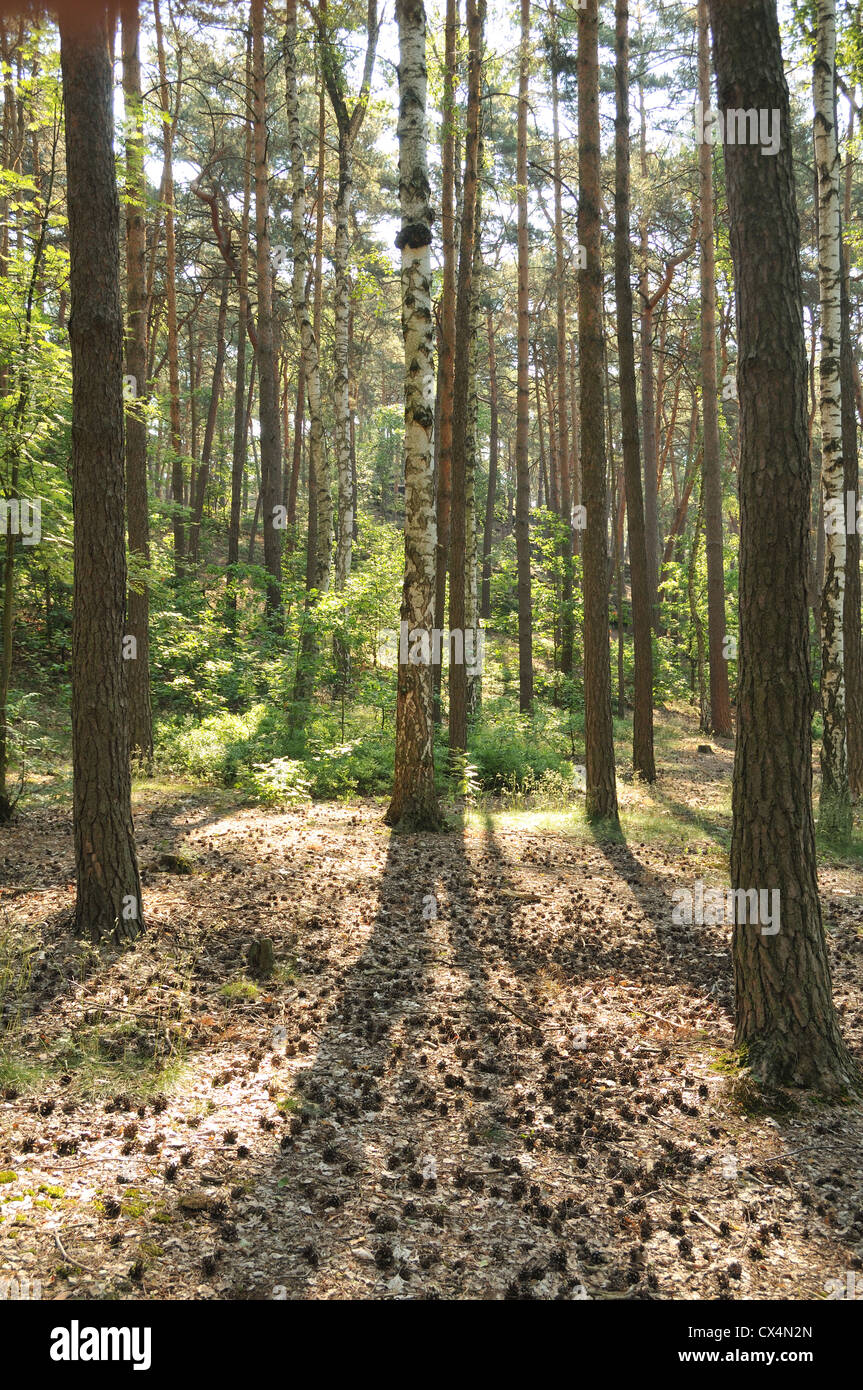 Pines trees forest hi-res stock photography and images - Alamy
