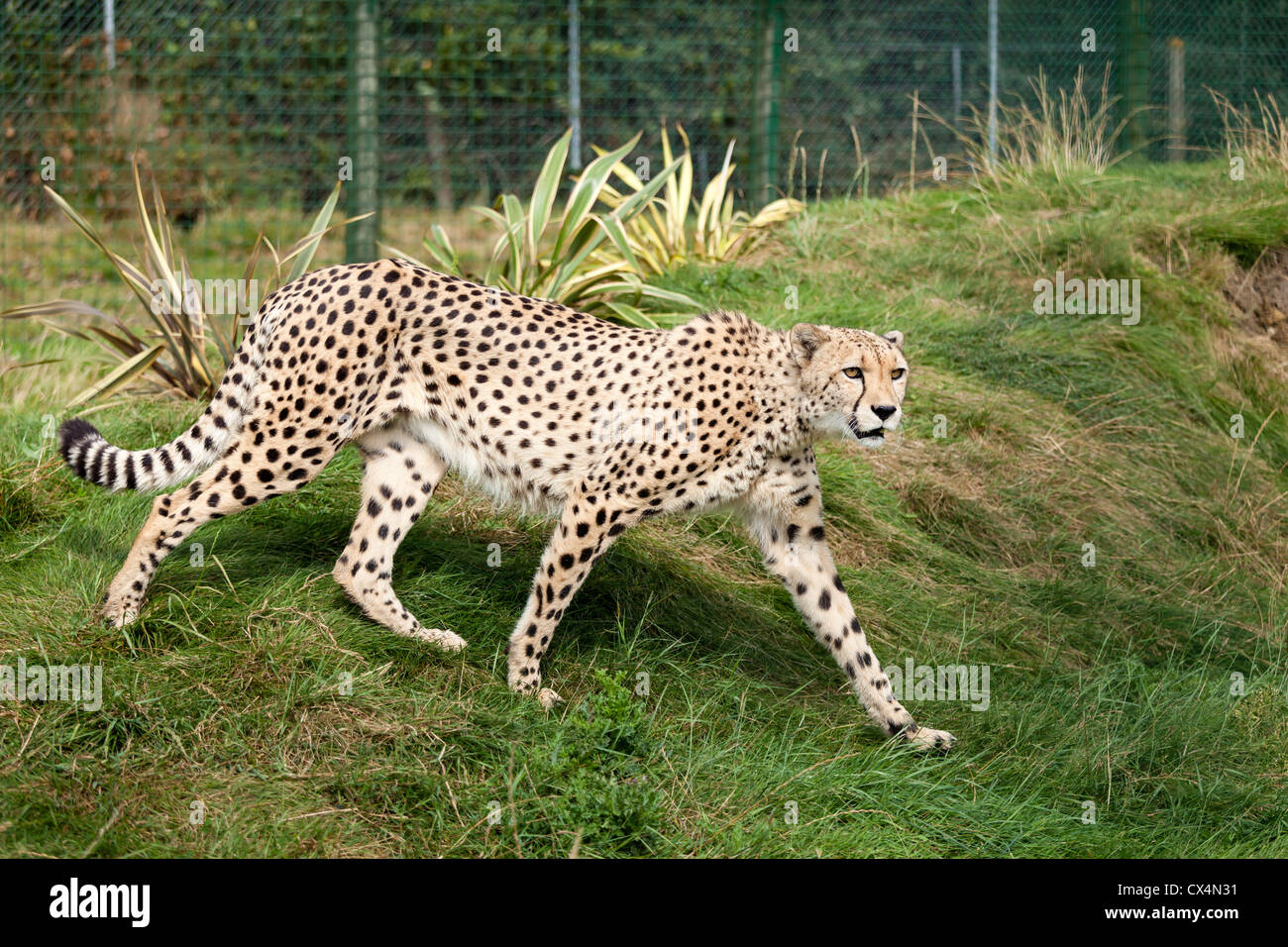 Big cat enclosure hi-res stock photography and images - Alamy