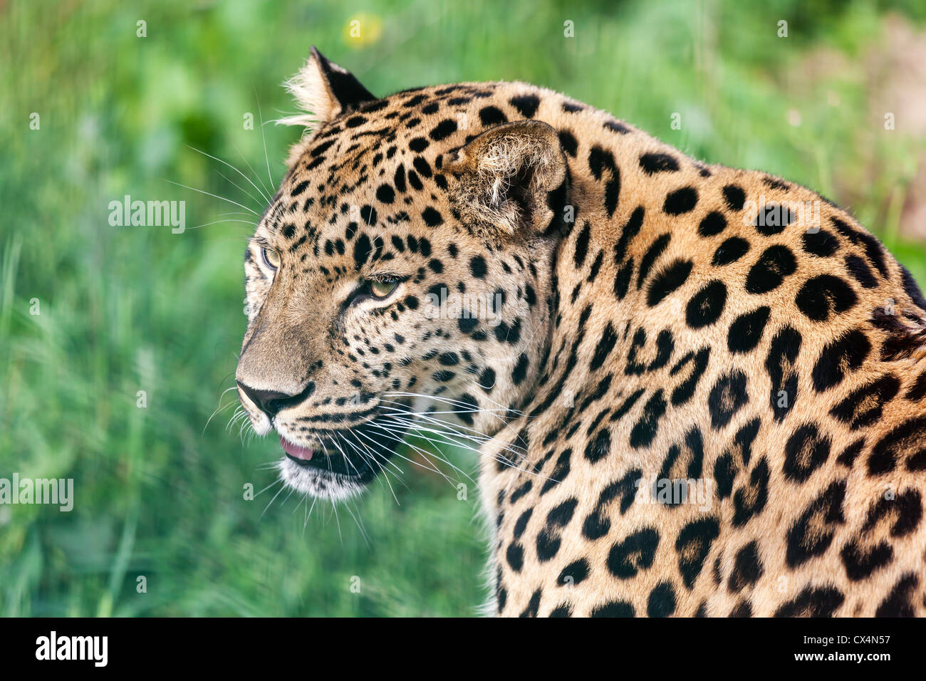 Head Short Portrait of Beautiful Amur Leopard Panthera Pardus ...