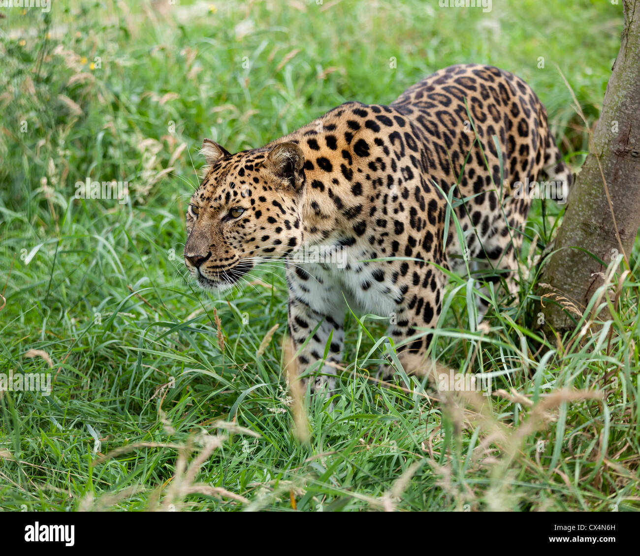 Amur Leopard Prowling through Long Grass Panthera Pardus Orientalis ...