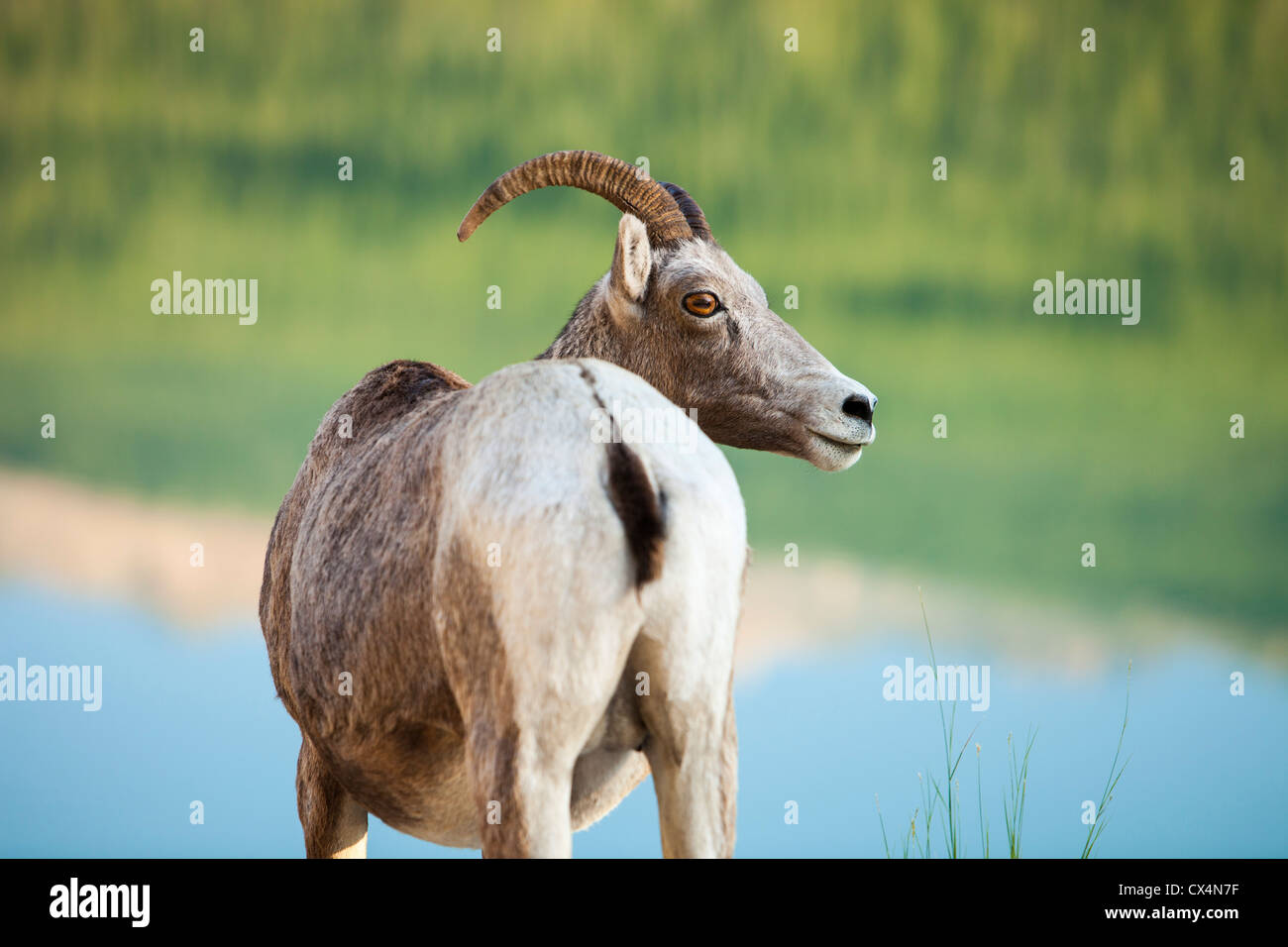 Female Big Horn Sheep (Ovis canadensis) in Jasper National Park, Rocky ...