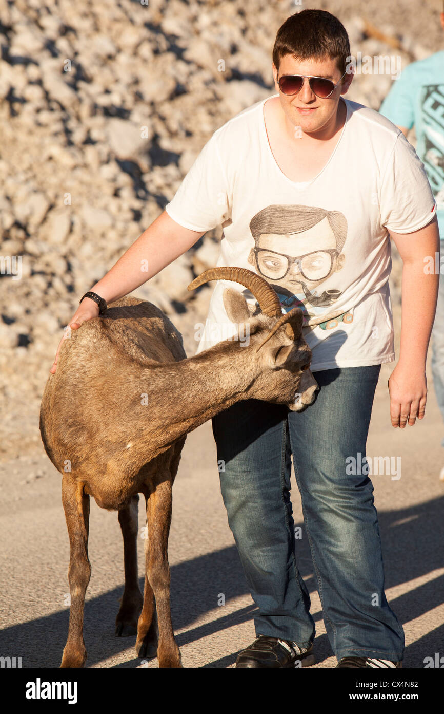 Nervous sheep High Resolution Stock Photography and Images - Alamy