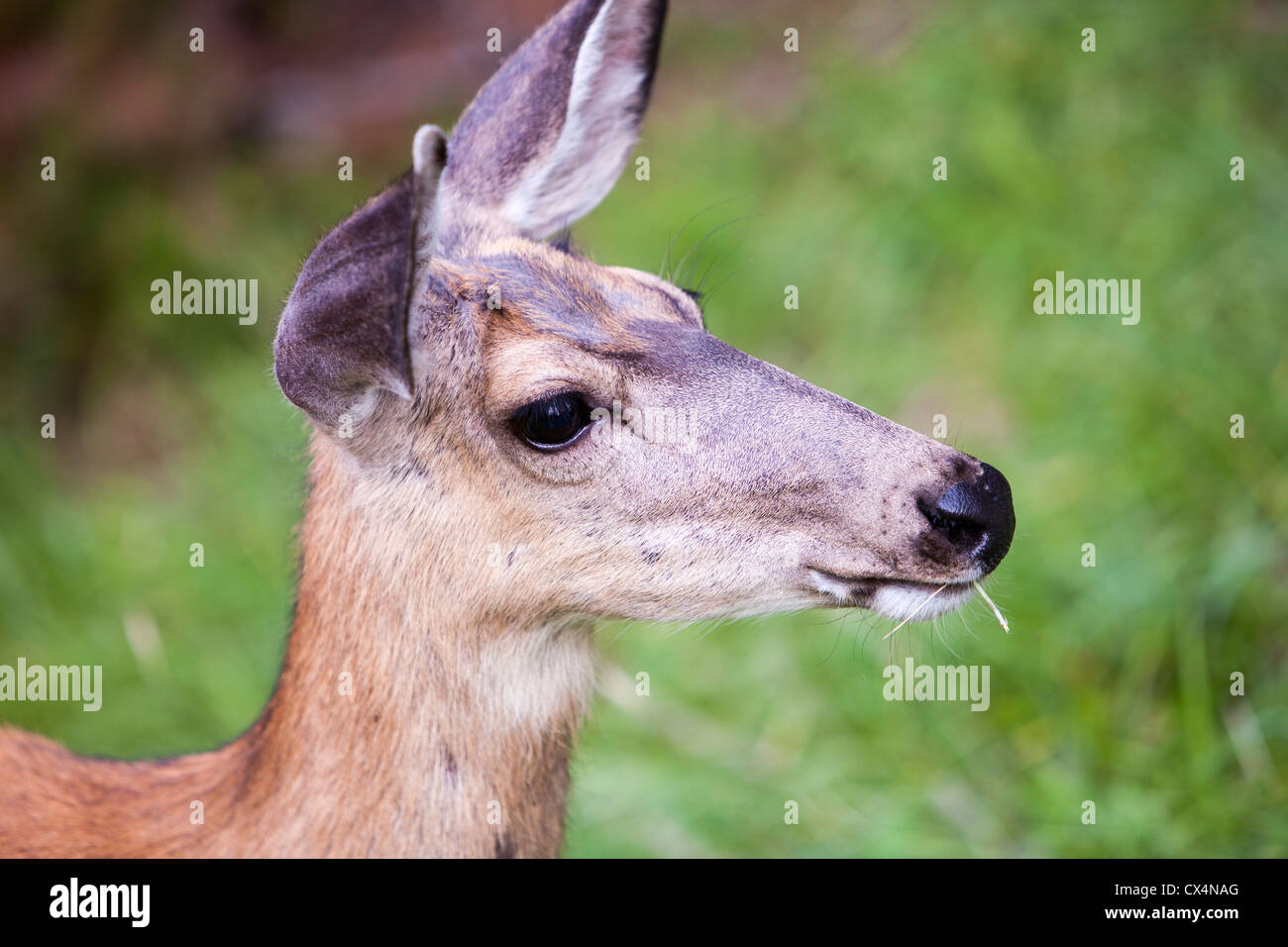 Mule deer jasper national park canada hi-res stock photography and ...