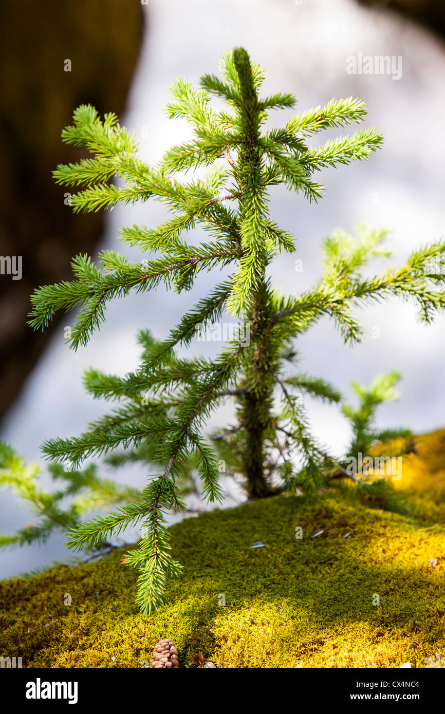A young conifer tree by the Athabasca Falls in the Jasper National Park ...