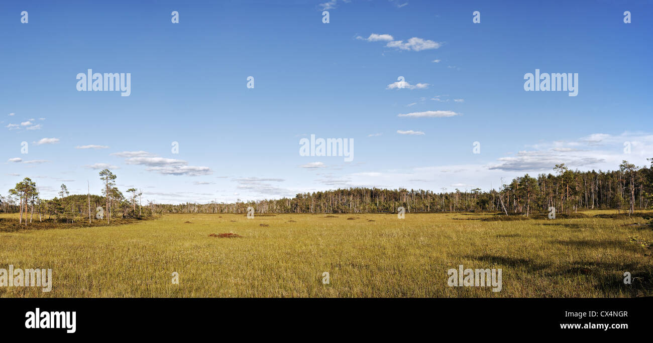 Northern bog panorama Stock Photo - Alamy