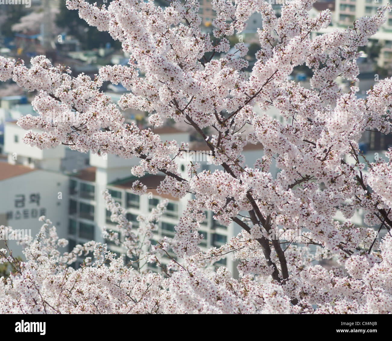 Korean Cherry blossom flowers in front of apartment buildings in Jinhae ...