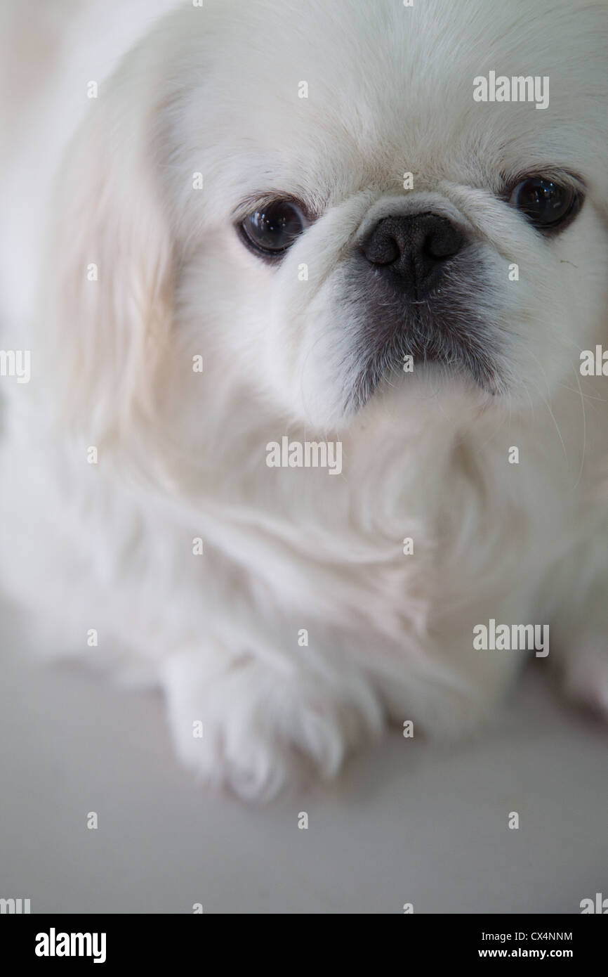 A closeup of a sad looking white shih tzu dog looking directly into the ...