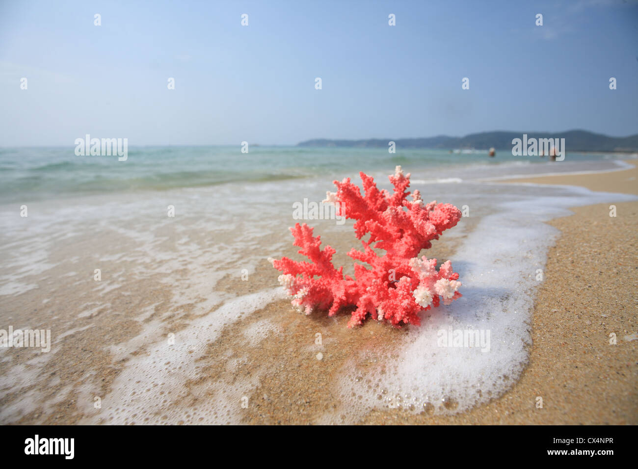 red coral on beach Stock Photo - Alamy