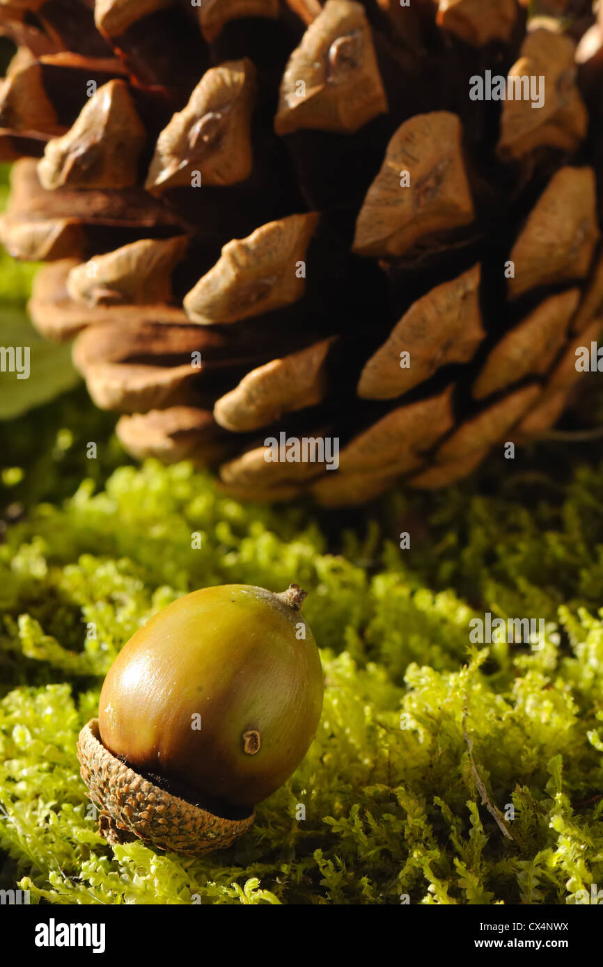 Acorn and pine cone on a bed of moss Stock Photo - Alamy