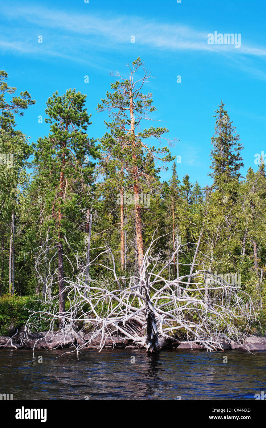 Dry and live pines on the lake coast Stock Photo - Alamy