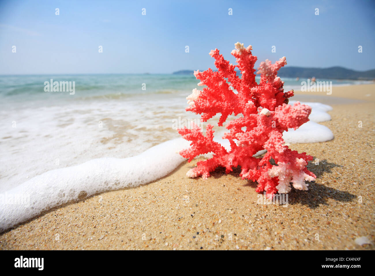 red coral with wave on beach Stock Photo - Alamy