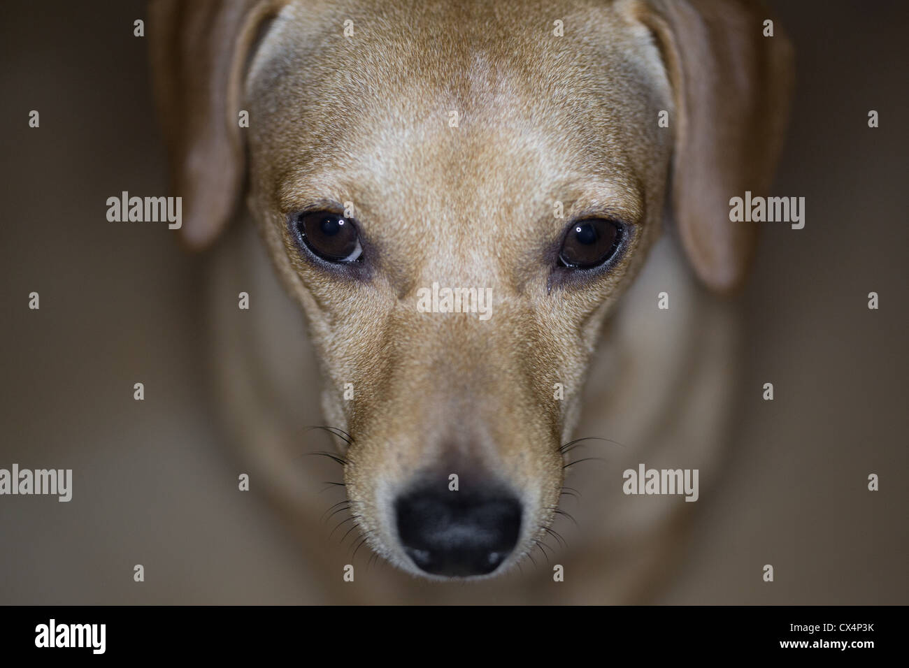 Close up picture of a sad dog Stock Photo - Alamy