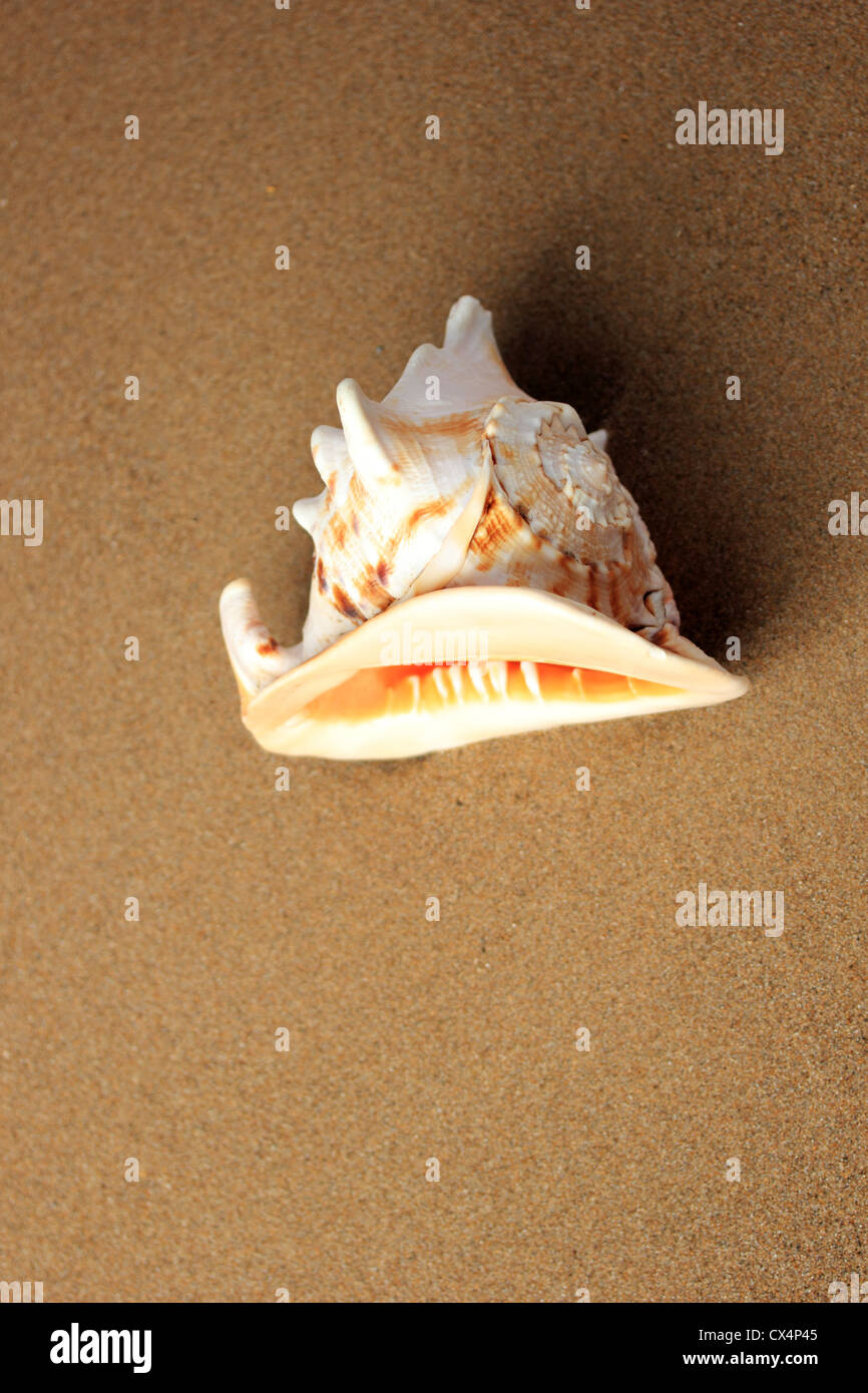 Conch shell fibonacci hi-res stock photography and images - Alamy