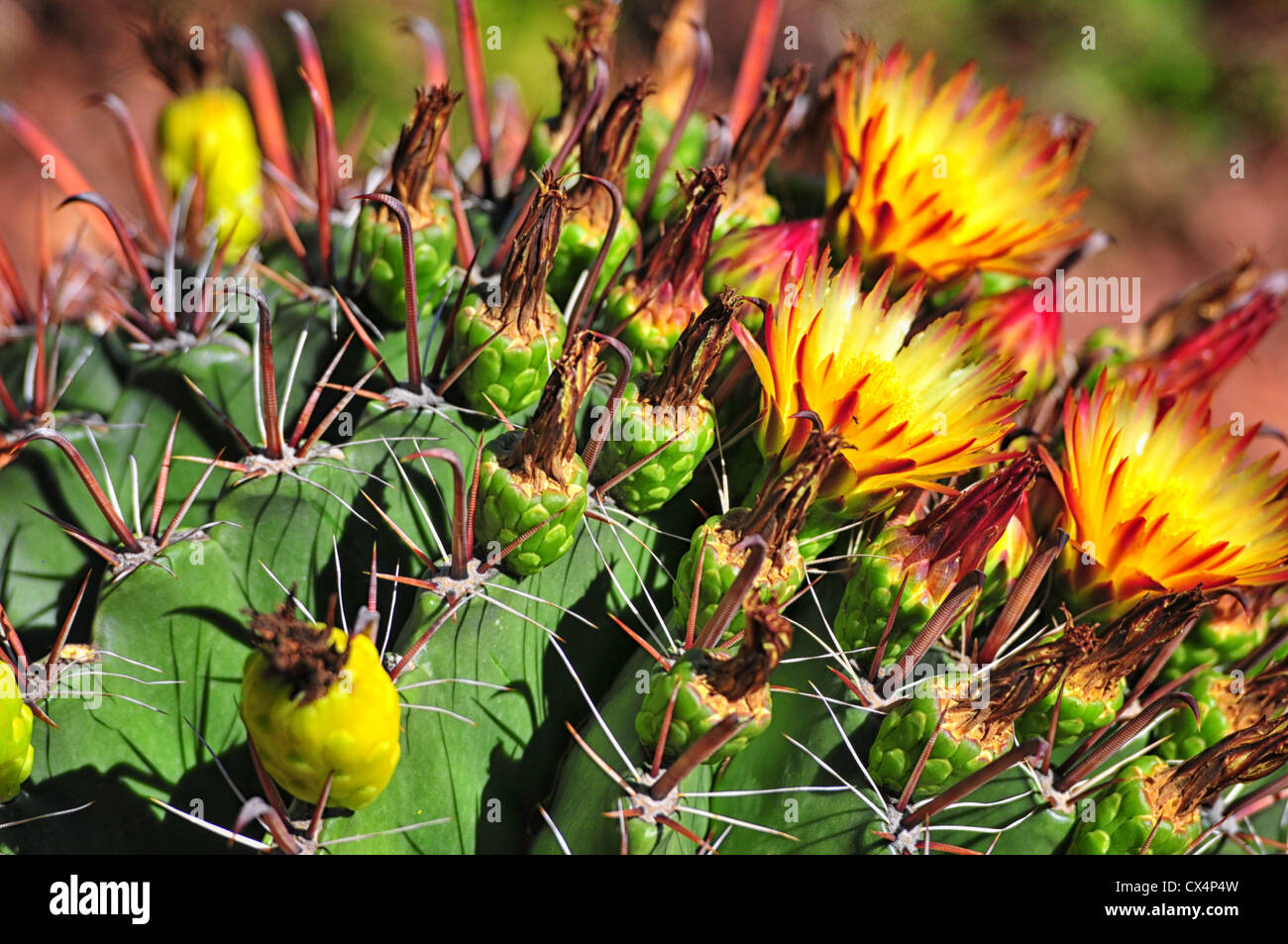 Fall bloom of the fish hook barrel cactus in Arizona Stock Photo - Alamy