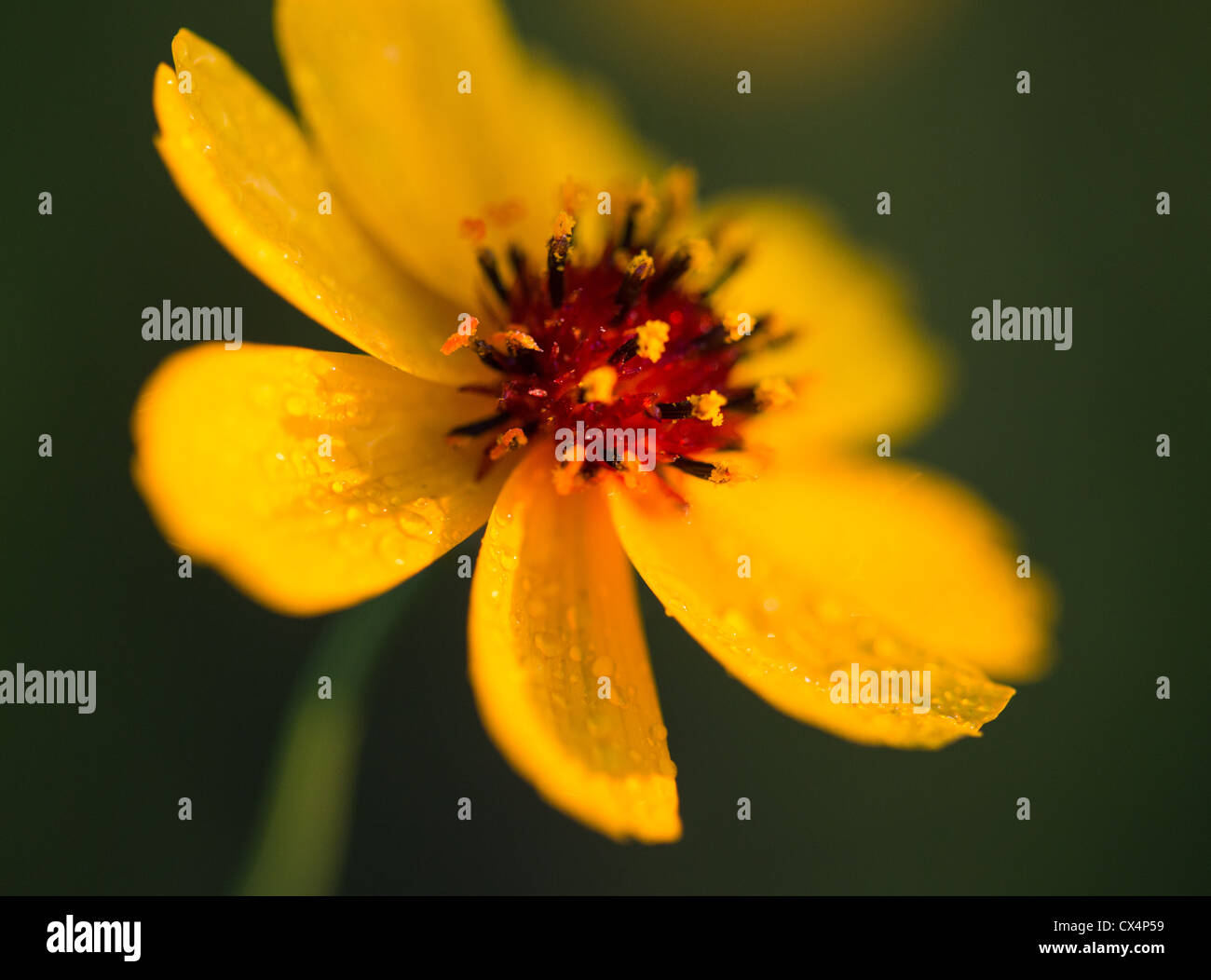 Thelesperma filifolium hi-res stock photography and images - Alamy