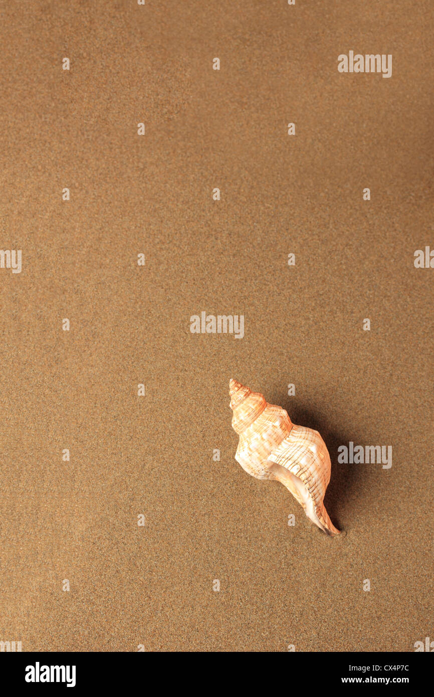 Seashell on the summer beach next to the sea at sunrise Stock Photo - Alamy