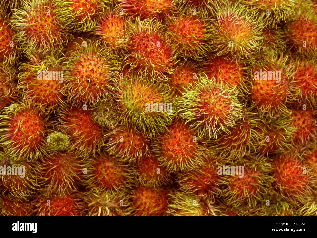 Hairy rambutans from South East Asia a fruit with a hairy shell and ...