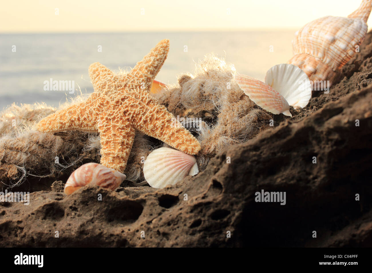 starfish and shells on the rocks at the beach Stock Photo - Alamy
