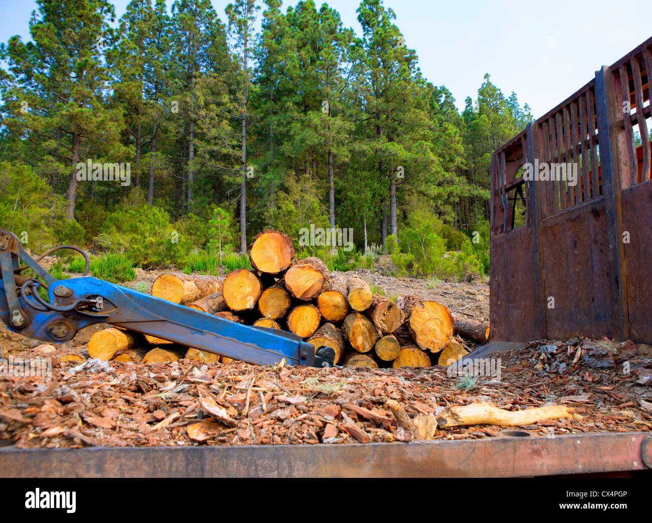 Cut pine trees trunks hi-res stock photography and images - Alamy