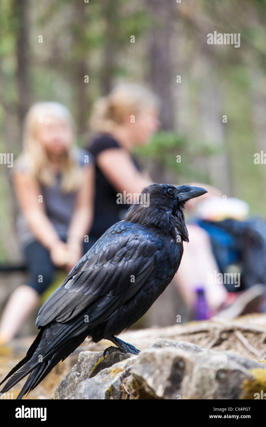 A Raven (Corvus corax) biding its time at a picnic site waiting for ...