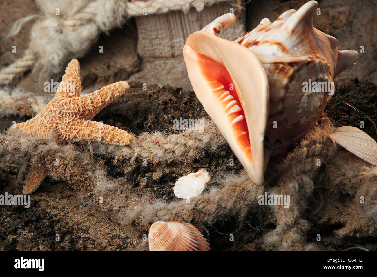 starfish and shells on the rocks at the beach Stock Photo - Alamy