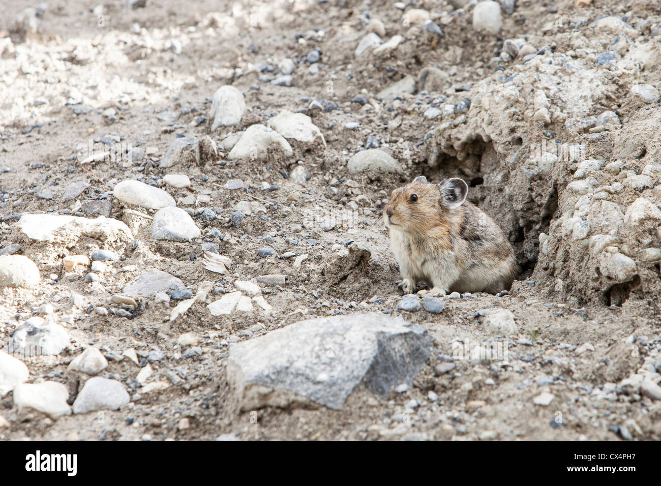 Pika burrow hi-res stock photography and images - Alamy