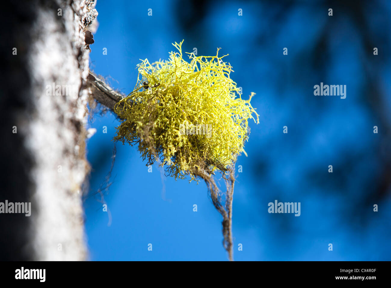 Canadian moss hi-res stock photography and images - Alamy