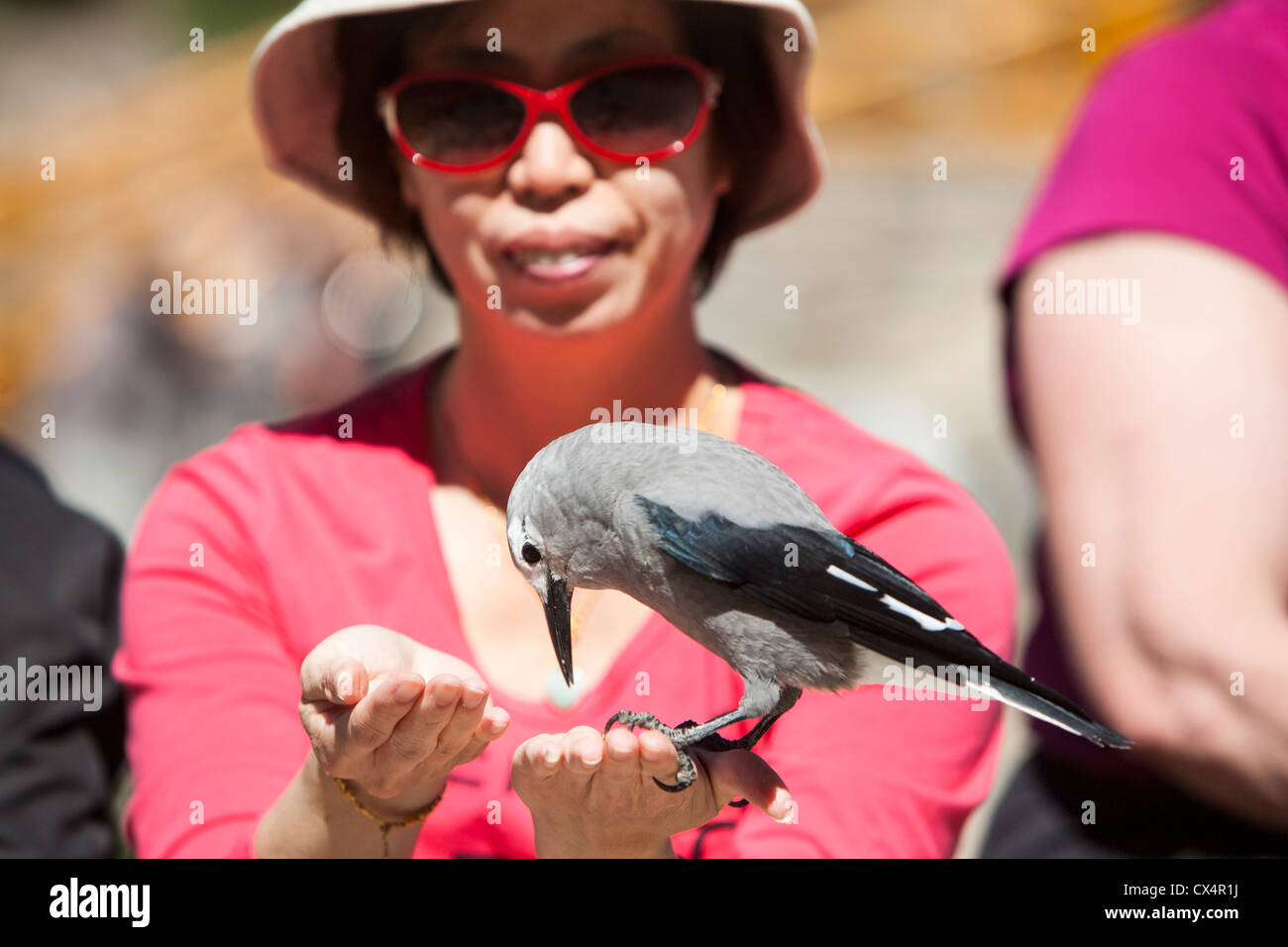 Nutcracker bird hi-res stock photography and images - Alamy
