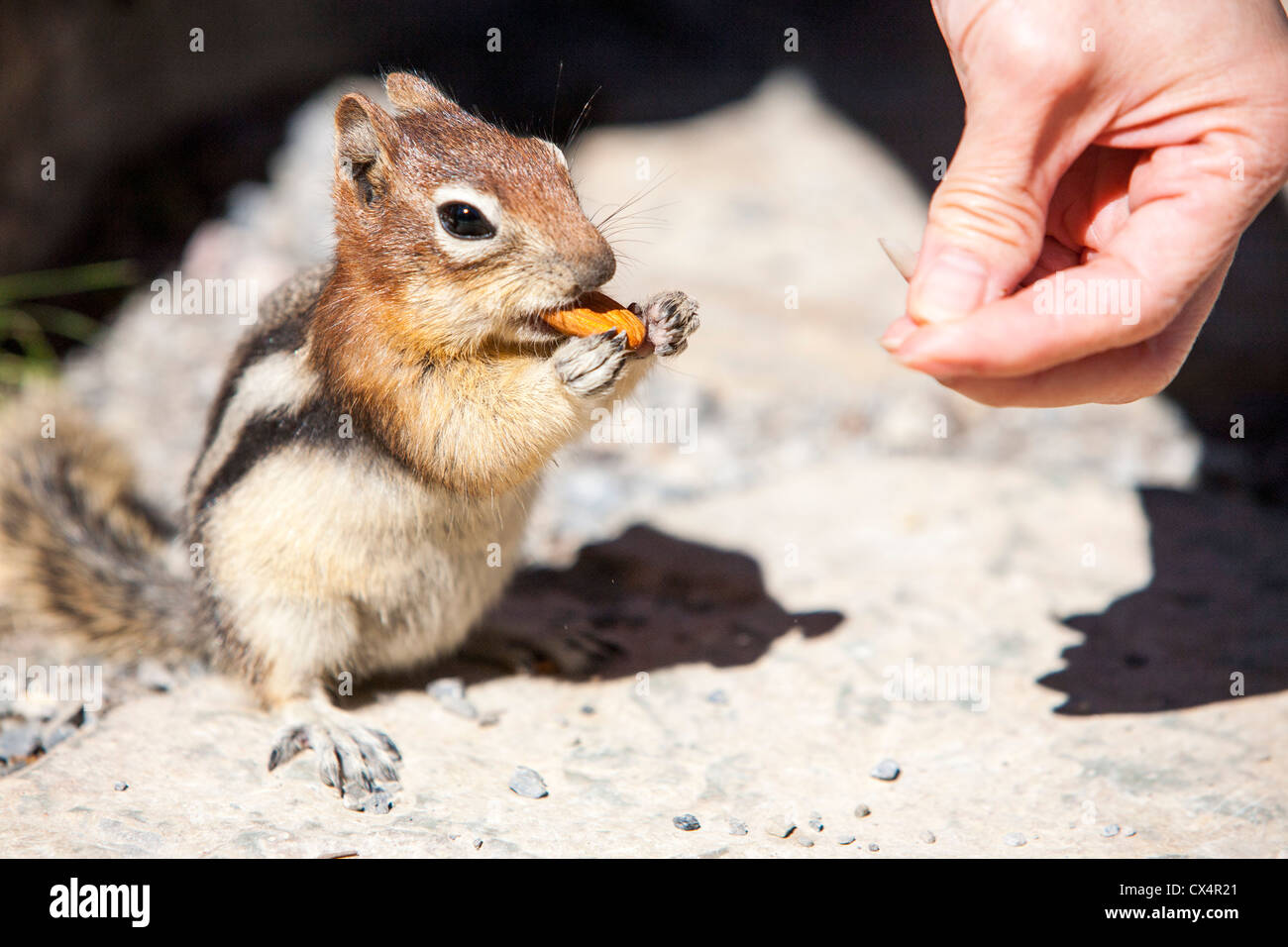 Feeding chipmunk hi-res stock photography and images - Alamy