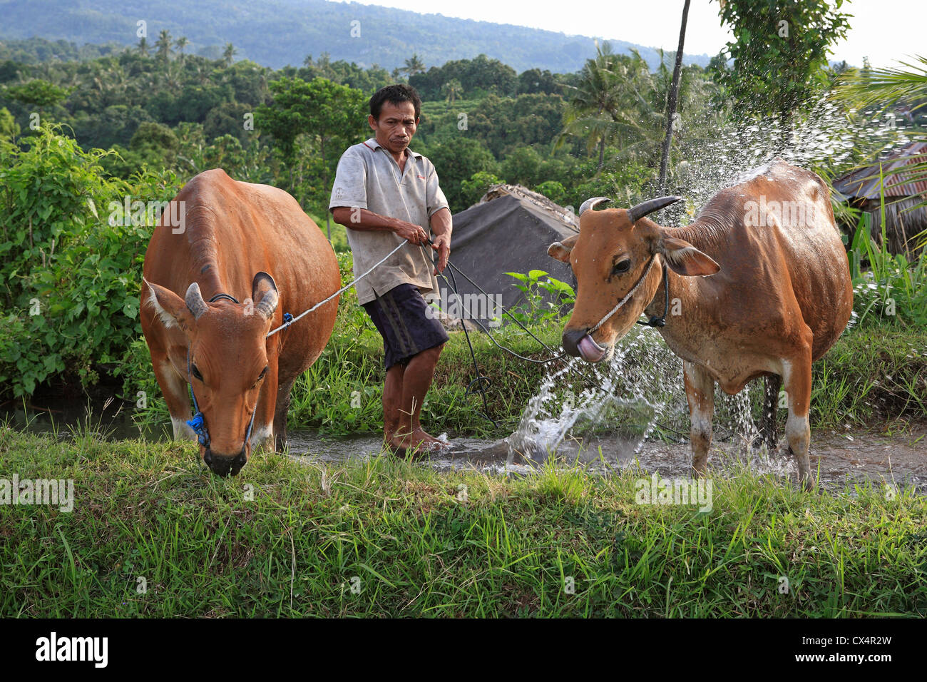 Bali cattle hi-res stock photography and images - Alamy